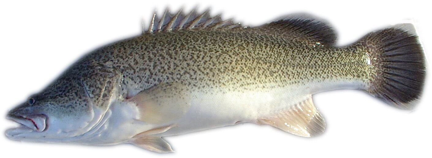Murray Cod Aquaponics - HowtoAquaponic