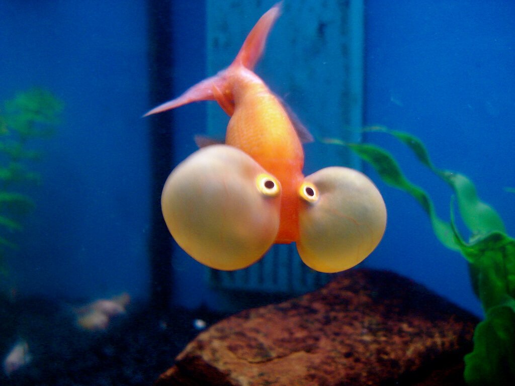 Goldfish Aquaponics: Perfect Cycle Fish - HowtoAquaponic