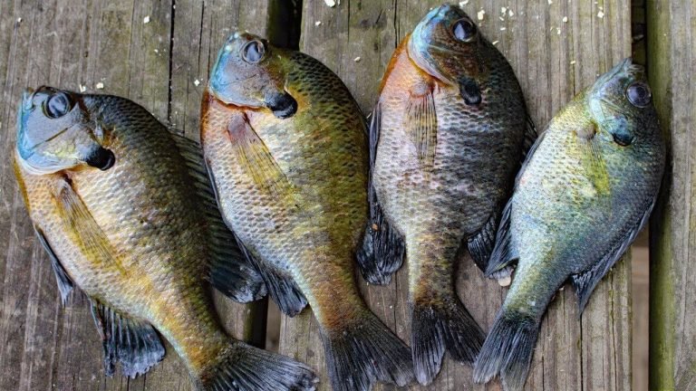 Bluegill Aquaponics - Is it A Good Fish? - HowtoAquaponic