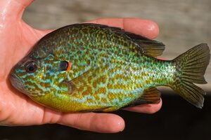 Red Ear Sunfish for Aquaponics - HowtoAquaponic
