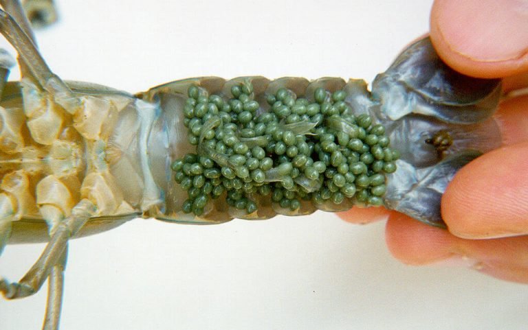 Using Yabbies in Your Aquaponics System - HowtoAquaponic